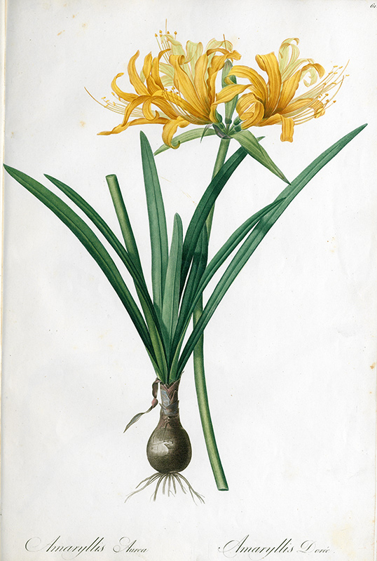 Pierre Joseph Redouté - Universitätsbibliothek Regensburg - Universität ...
